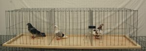 Pigeon – Keipper Cooping Company