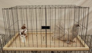 Pigeon – Keipper Cooping Company