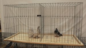 Pigeon – Keipper Cooping Company