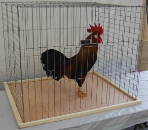 Poultry – Keipper Cooping Company